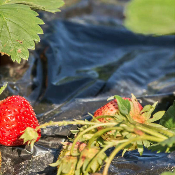 Polythene Sheet Plastic Ground Protection Cover 2m x 50m – Premier Netting