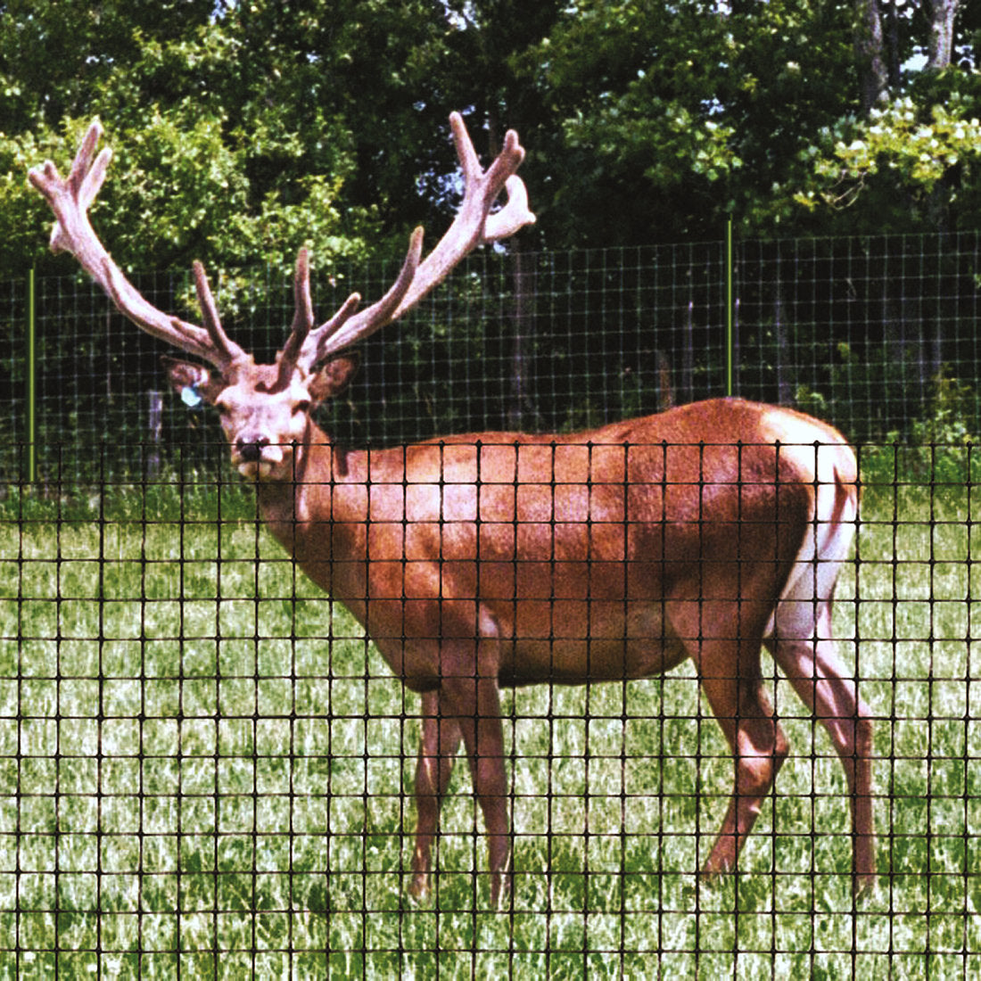 Deer Fencing Netting - Large Mesh by the METRE – Premier Netting
